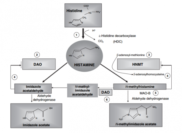 What Is Histamine Intolerance? - Better By Dr. Brooke